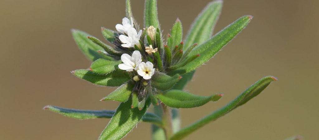 Ahiflower®: The Future of Omega Supplements – MPOWDER